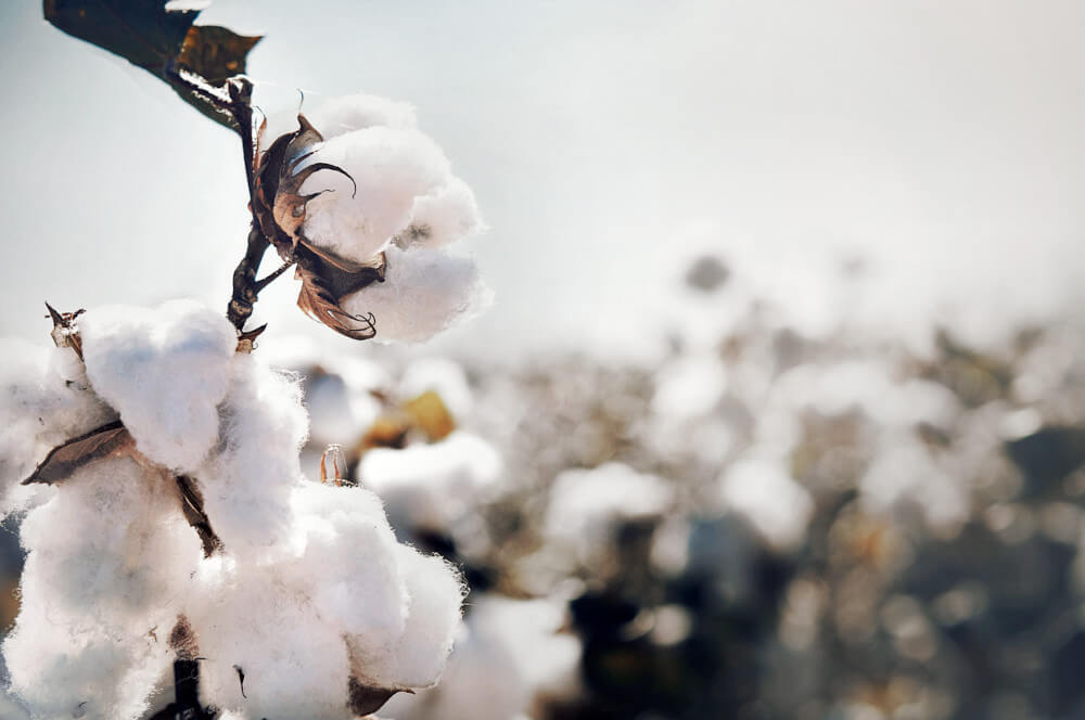 Jak poznat férovou biobavlnu a proč na tom záleží - WHAT news